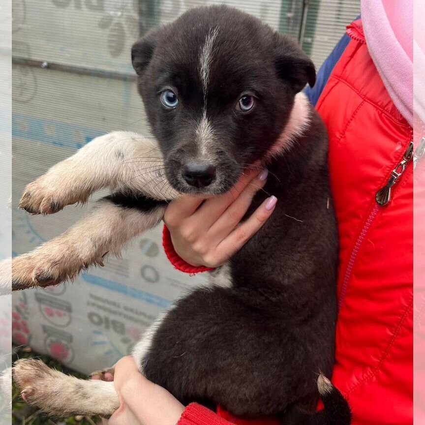 Сибирский хаски, щенок