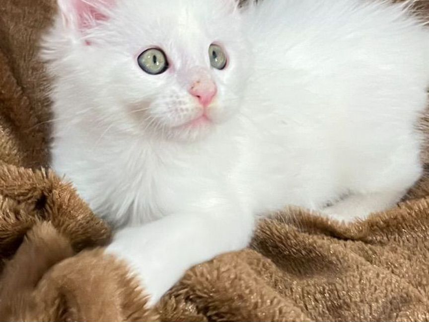 Мейкун котики