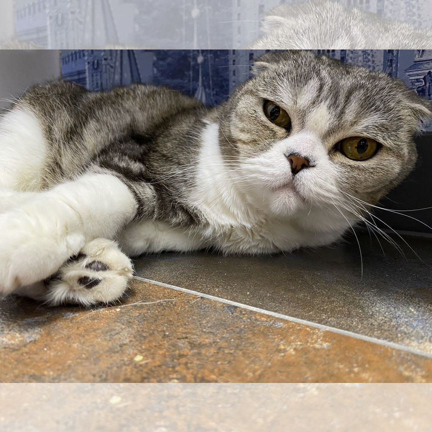 Шотландская вислоухая короткошёрстная, взрослая кошка