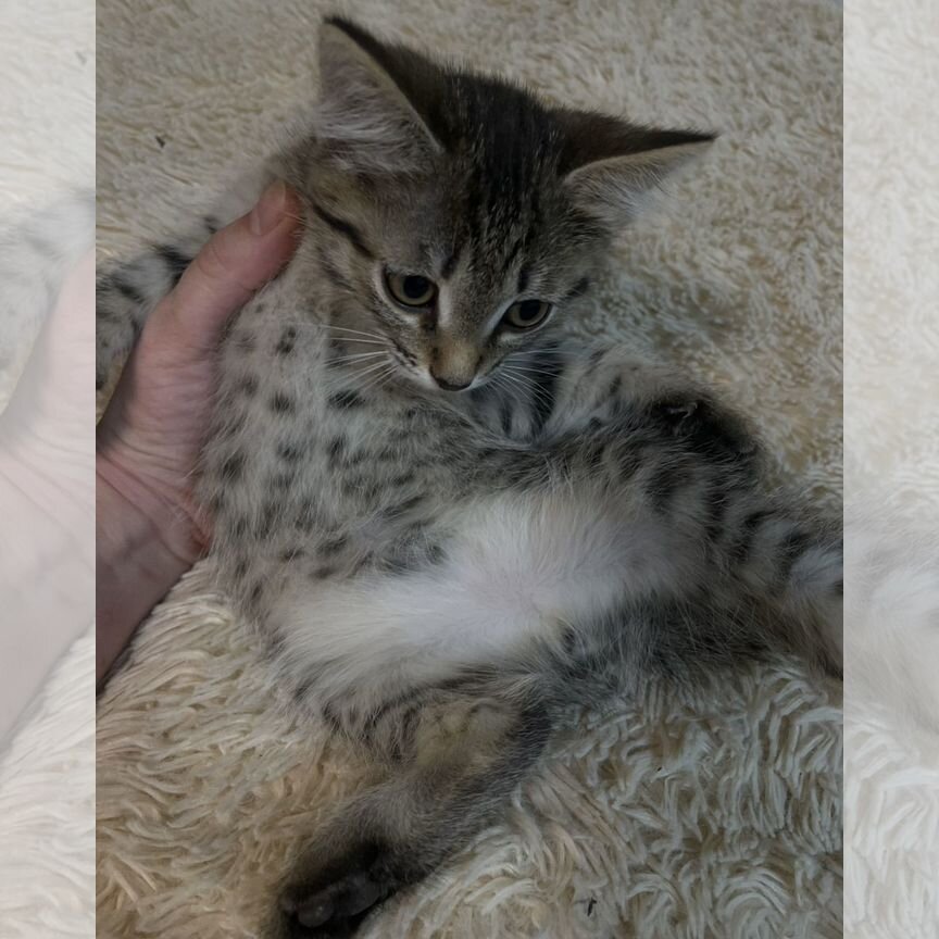 Отдам бесплатно котенка