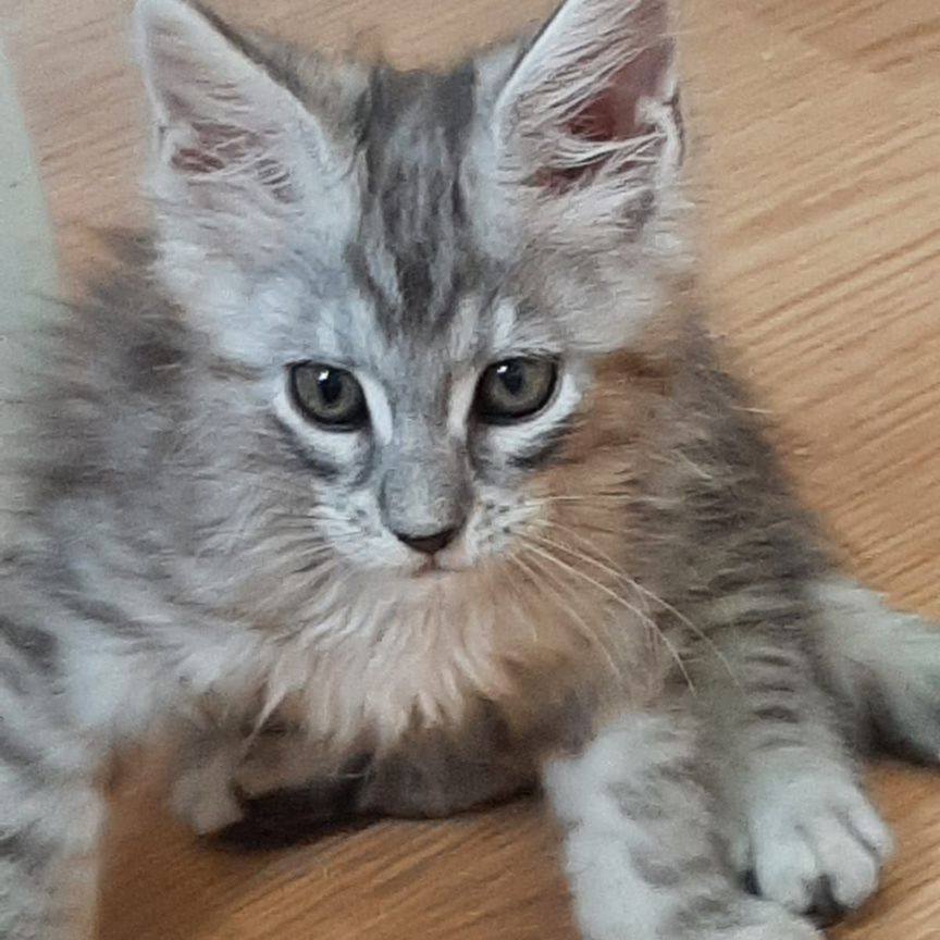 Котенок мейн-кунчик