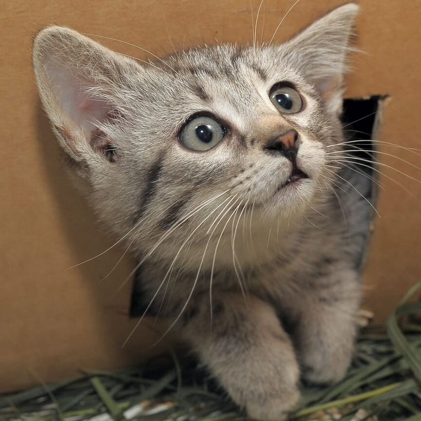 Котеночек Наур