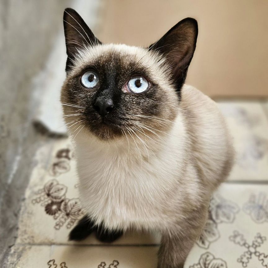 Котёнок Кася