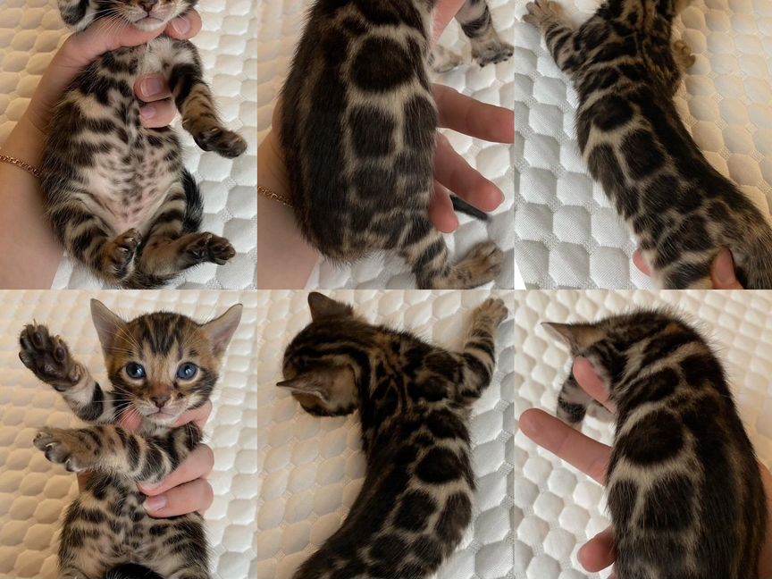 Бенгальские шикарные котята из питомника