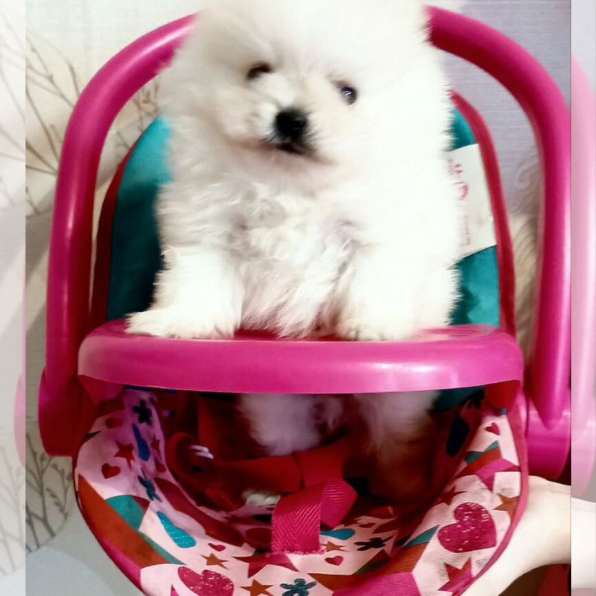 Щенок от частного владельца