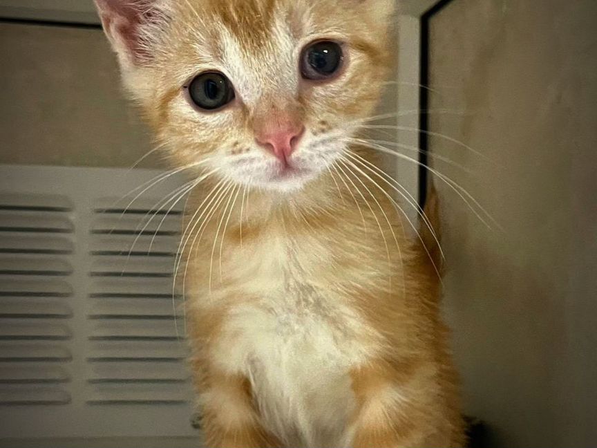 Выбери меня, пожалуйста