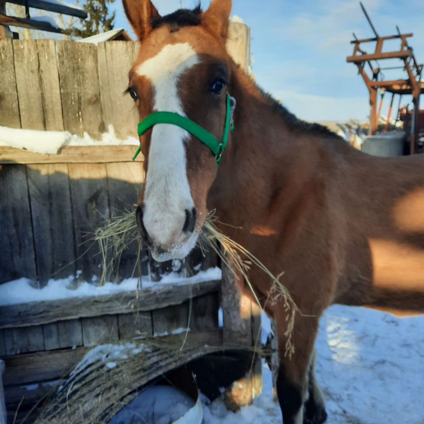 Недоуздок для лошади