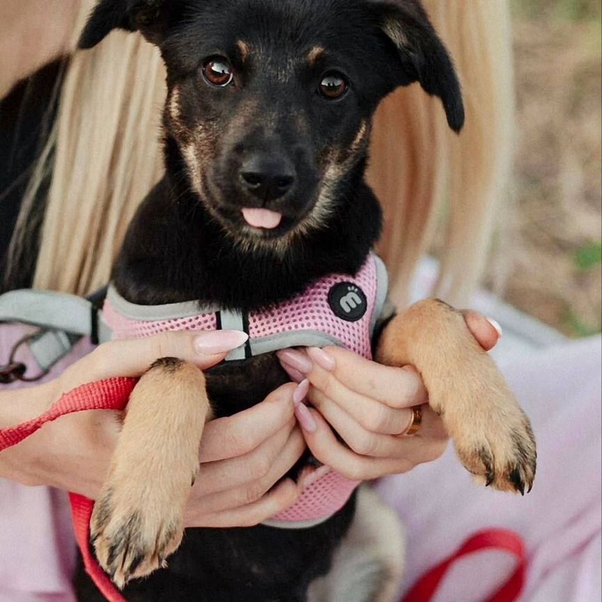 Щенок немецкая овчарка метис собака в добрые руки