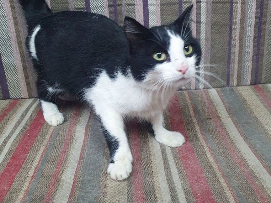 Котик ищет Дом