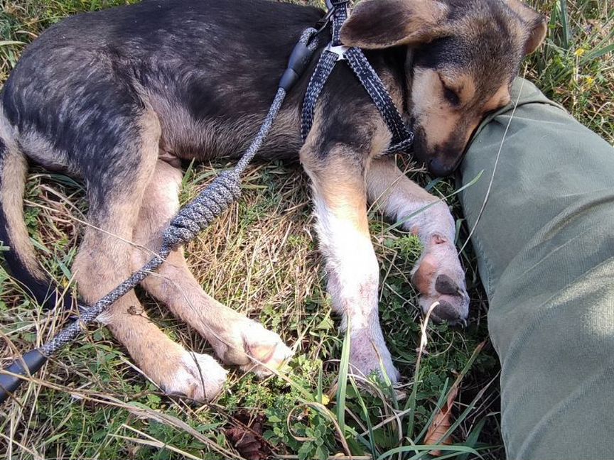 Щенки бесплатно в добрые руки