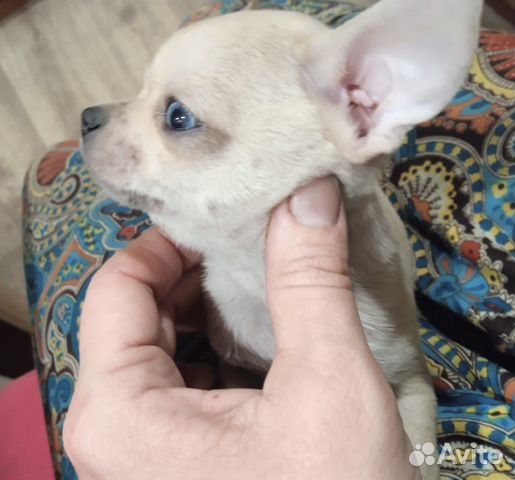 Чихуахуа mini Голубой Глазик