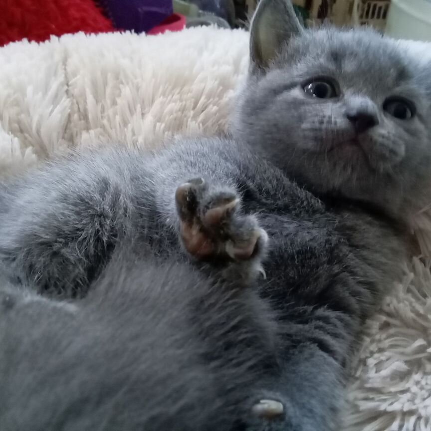 Британские котята