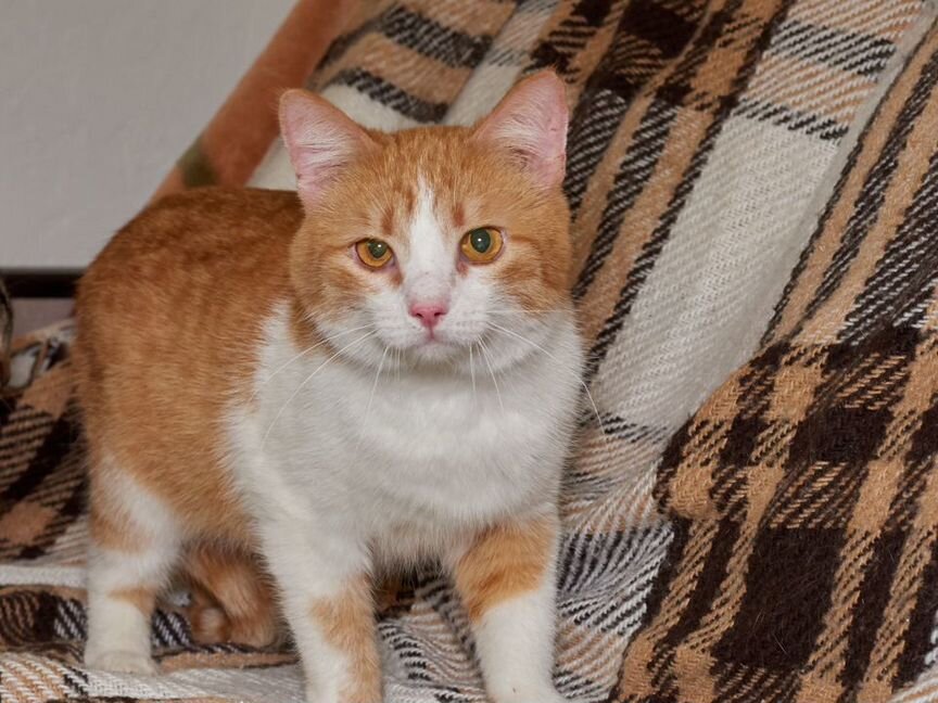 Отдам в добрые руки