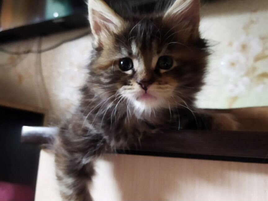 Котята Мейн Кун полидакт и классика