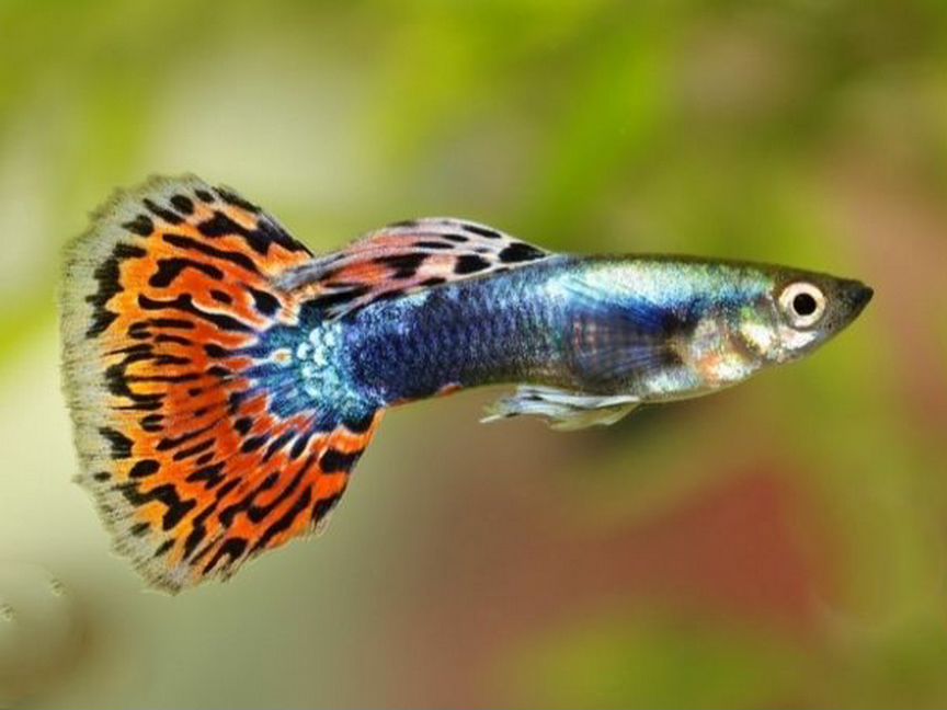 Аквариумные рыбки гуппи