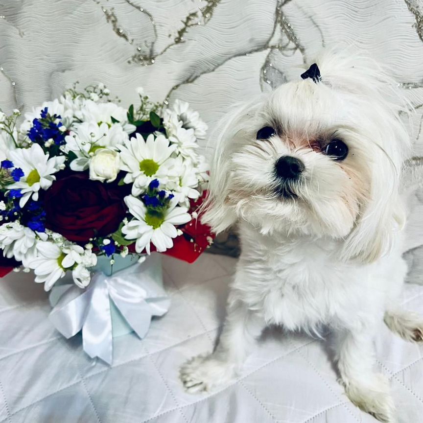 Мальтезе вязка