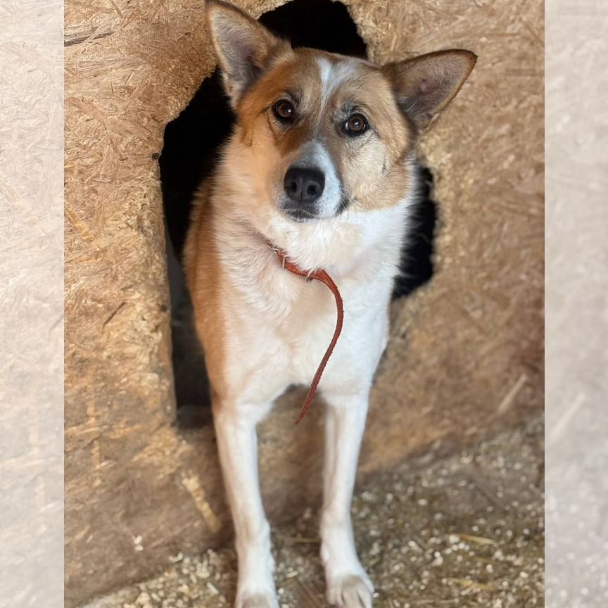 Взрослая собака в добрые руки