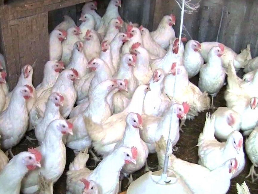 Куры несушки