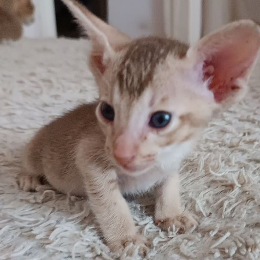 Ориентальные котята
