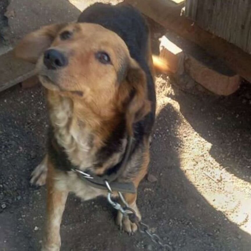 Обычная собака