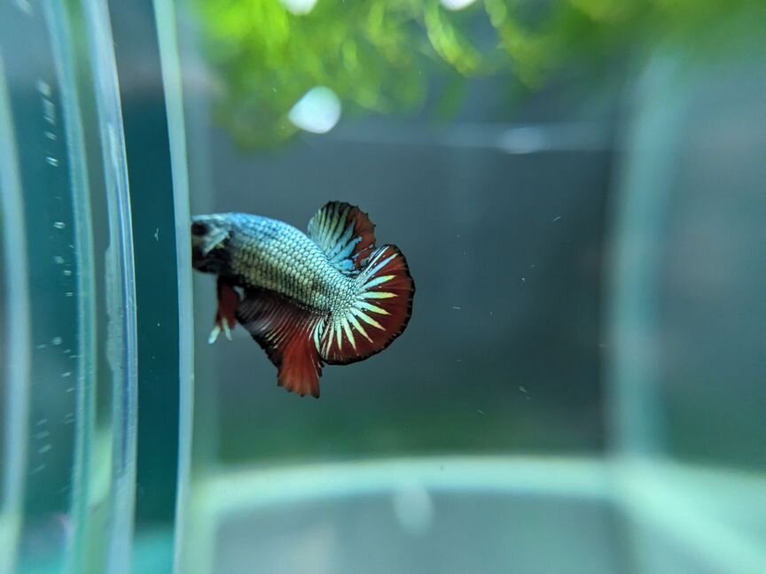 Петушок рыбка плакат дракон вампир