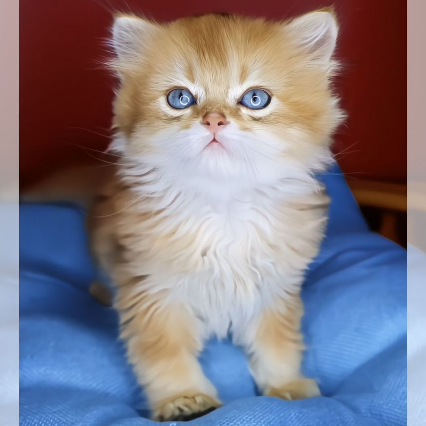 Шотландский прямоухий длинношёрстный котёнок