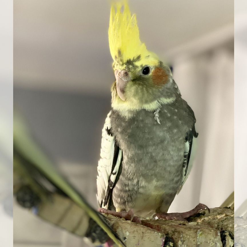 Молодые попугаи Коррела