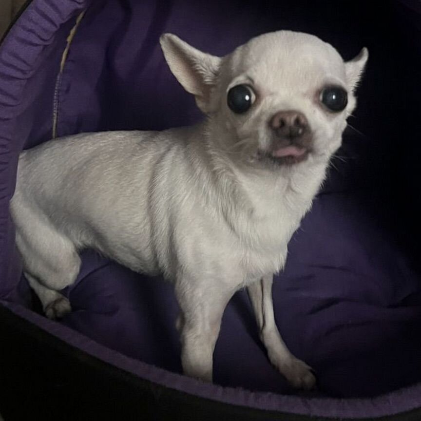 Домик, лежанка для собак и кошек