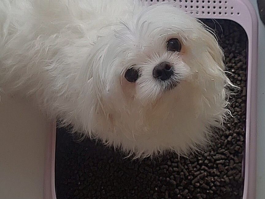 Наполнитель