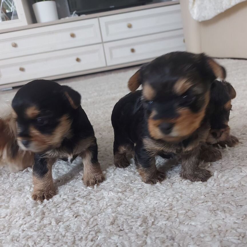 Йоркширский терьер, щенок