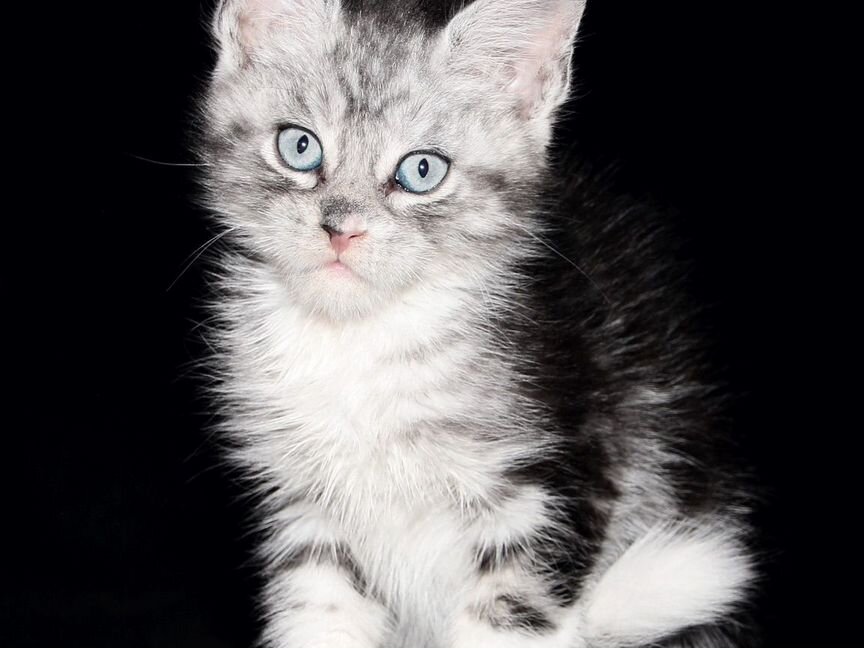 Голубоглазый котенок