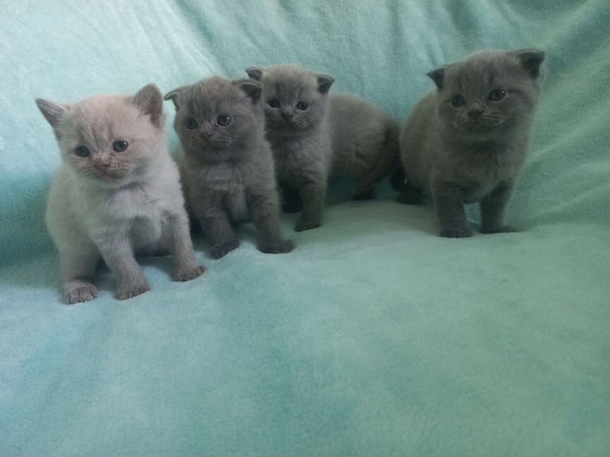 Шотландские котята