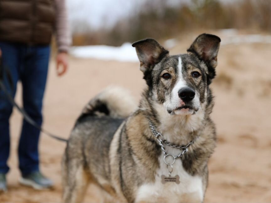 Пёс ищет дом