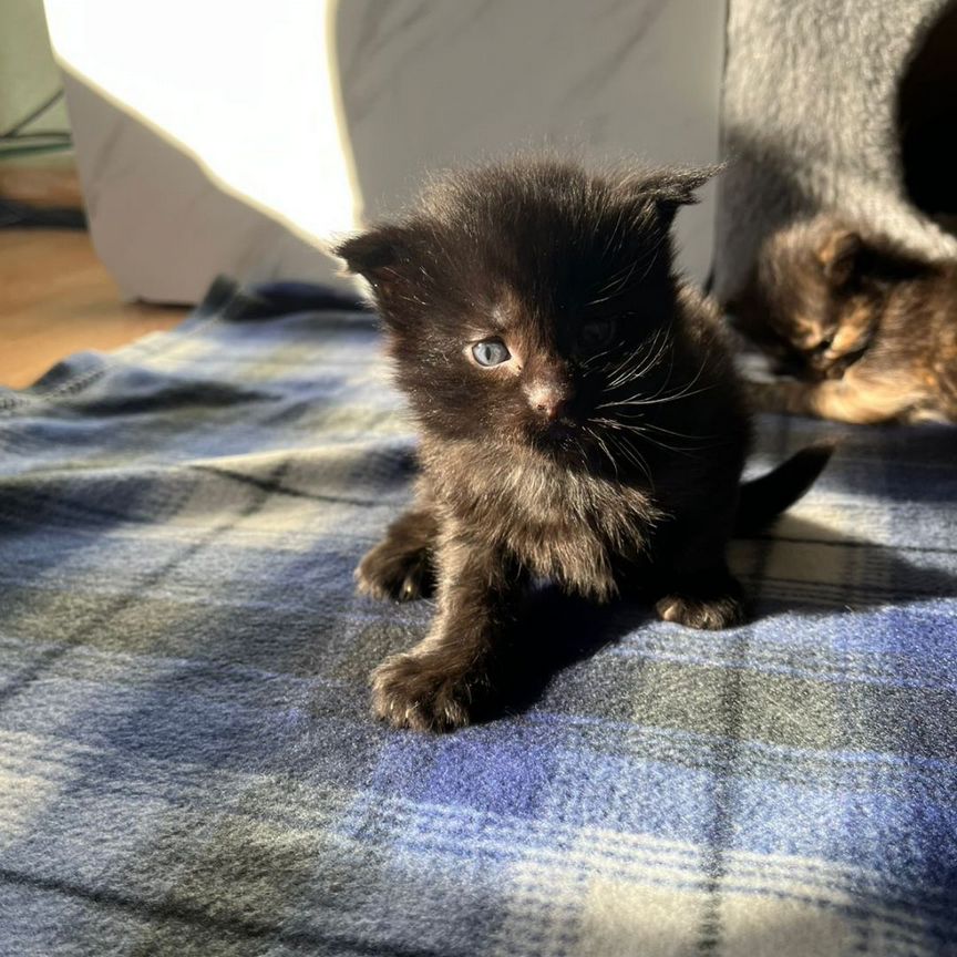 Котята мейн-кун