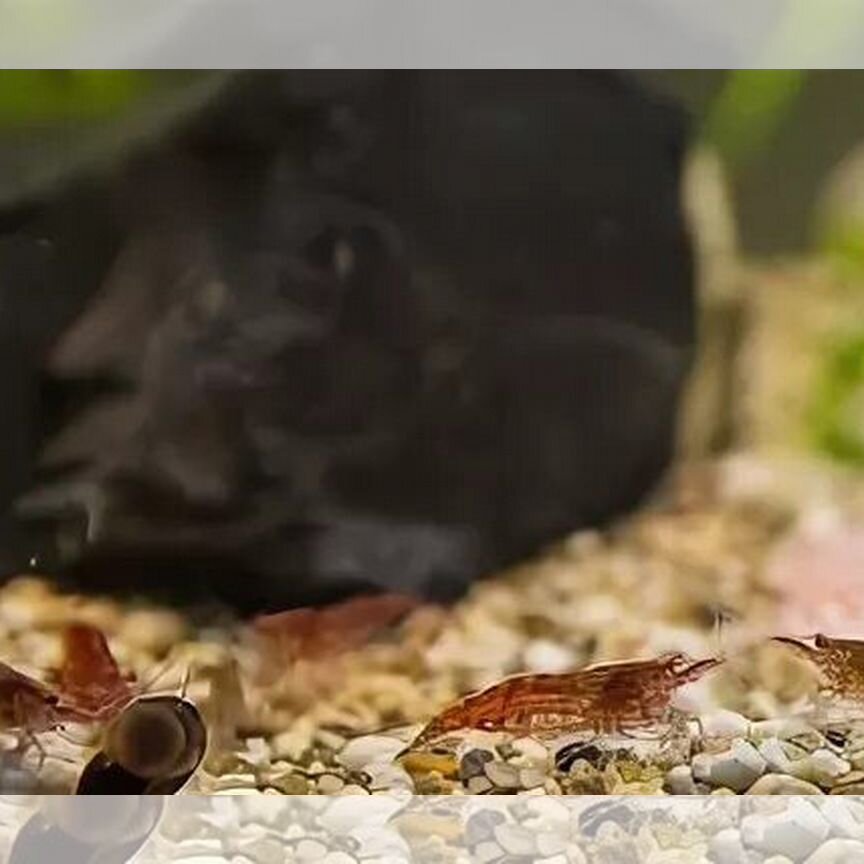 Аквариумные креветки