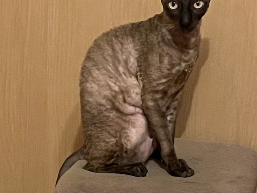 Котята корниш рекс метисы