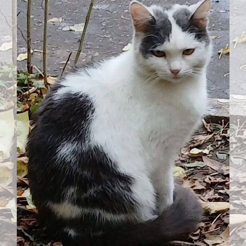 Взрослая кошка в добрые руки