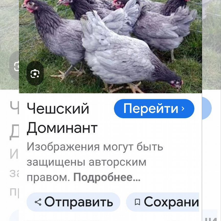 Чешский Доминант