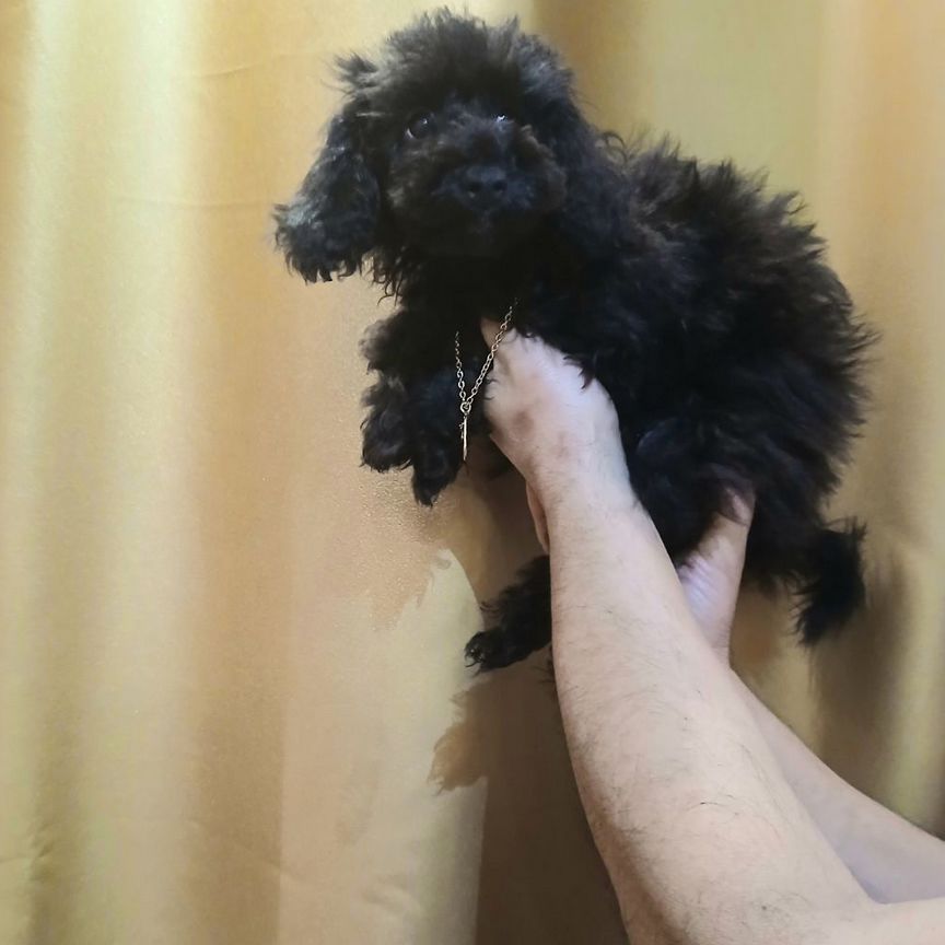 Той-пудель, щенок