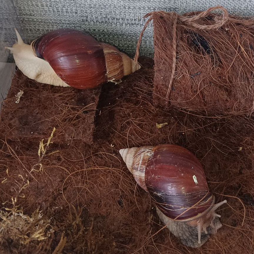 Улитки "Ахатины"