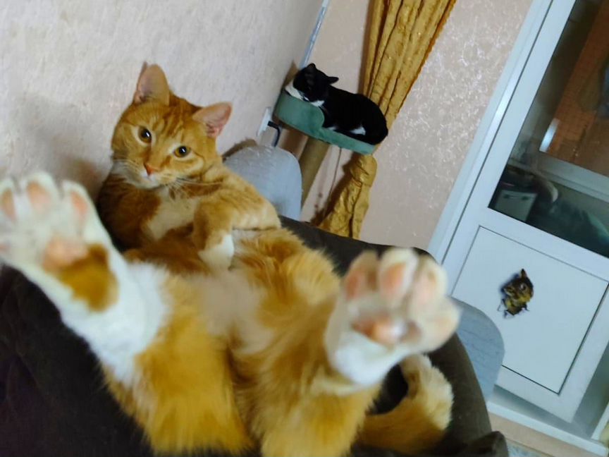 Кошка Машуня