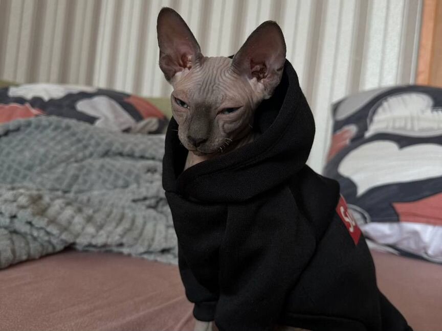 Котик Тоха канадский сфинкс