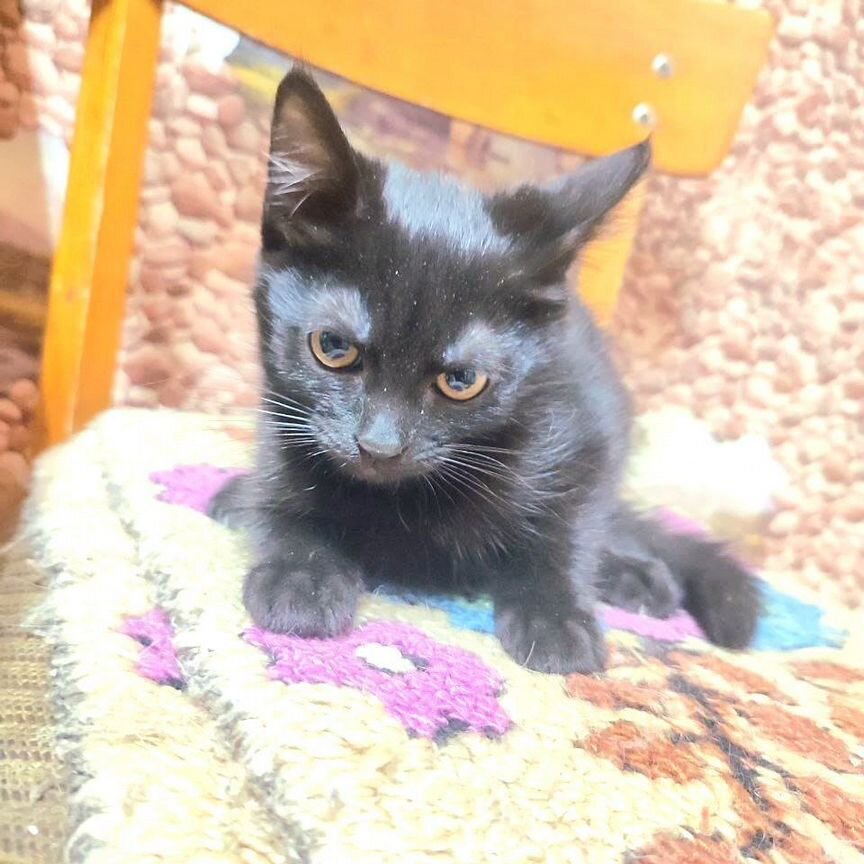 Котёнок