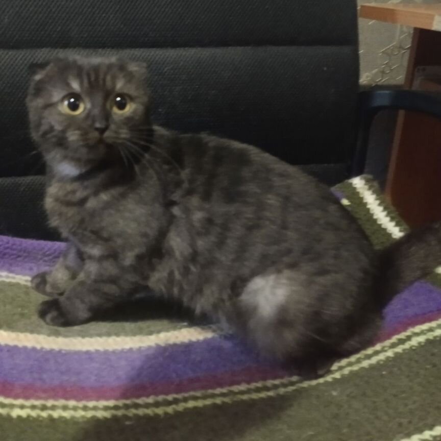 Шотландская вислоухая кошка