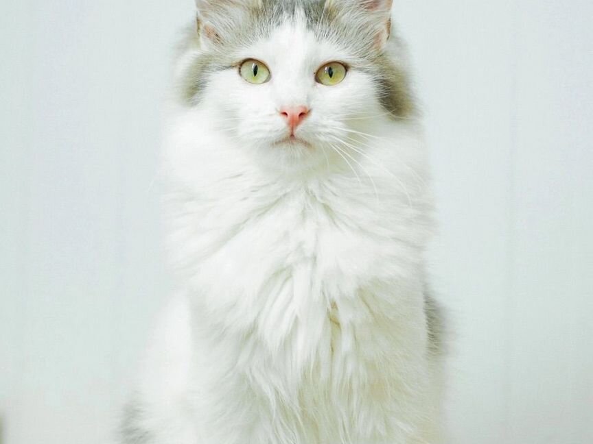 Котик в добрые руки