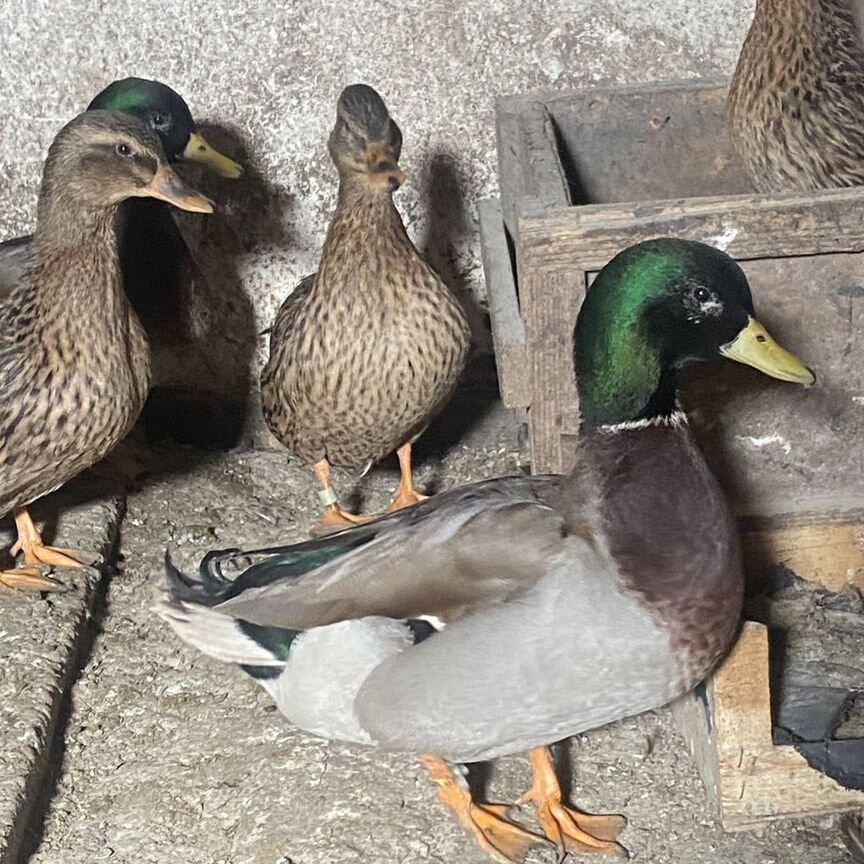 Подсадные утки