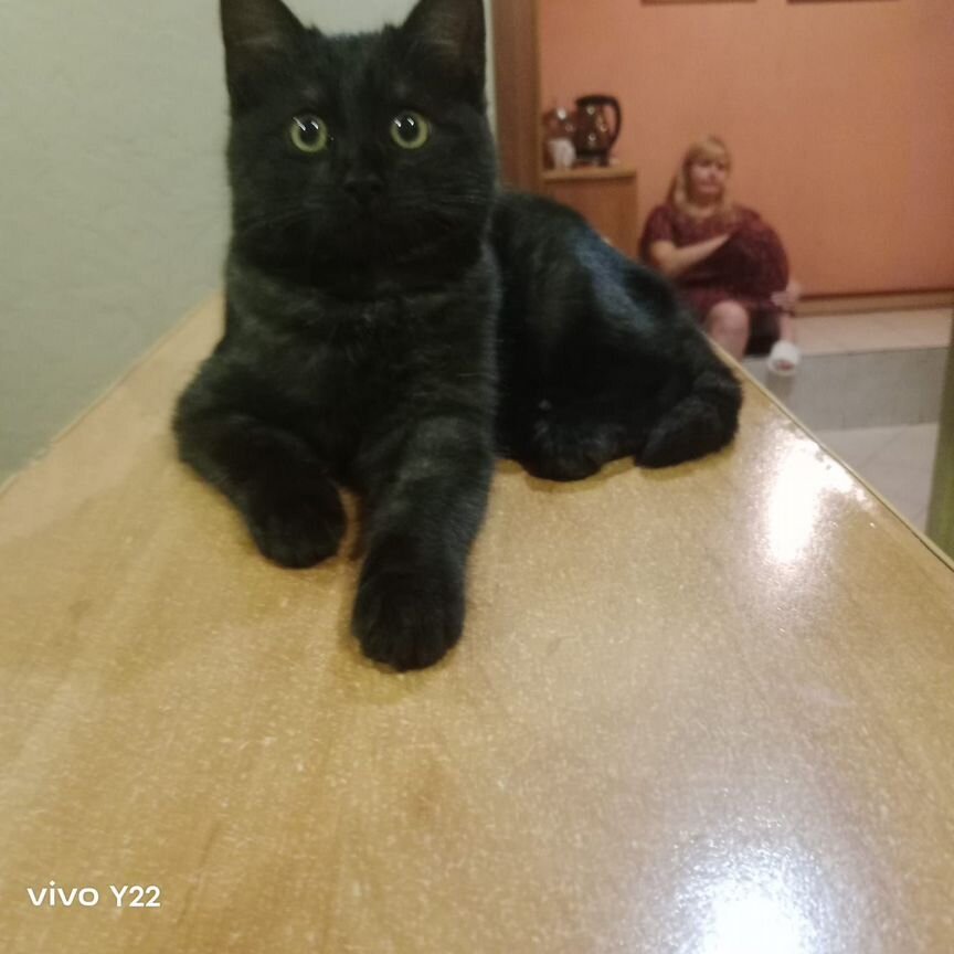 Кошечка ищет дом