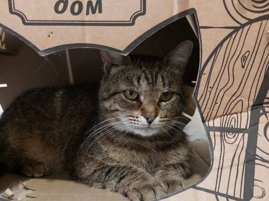 Кот Самсон ищет любимых хозяев