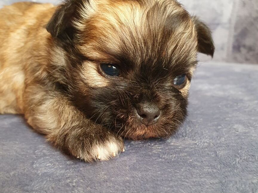 Чихуахуа крошки на ладошке)