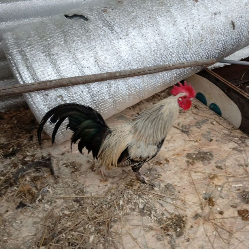 Петух карликовый китайский